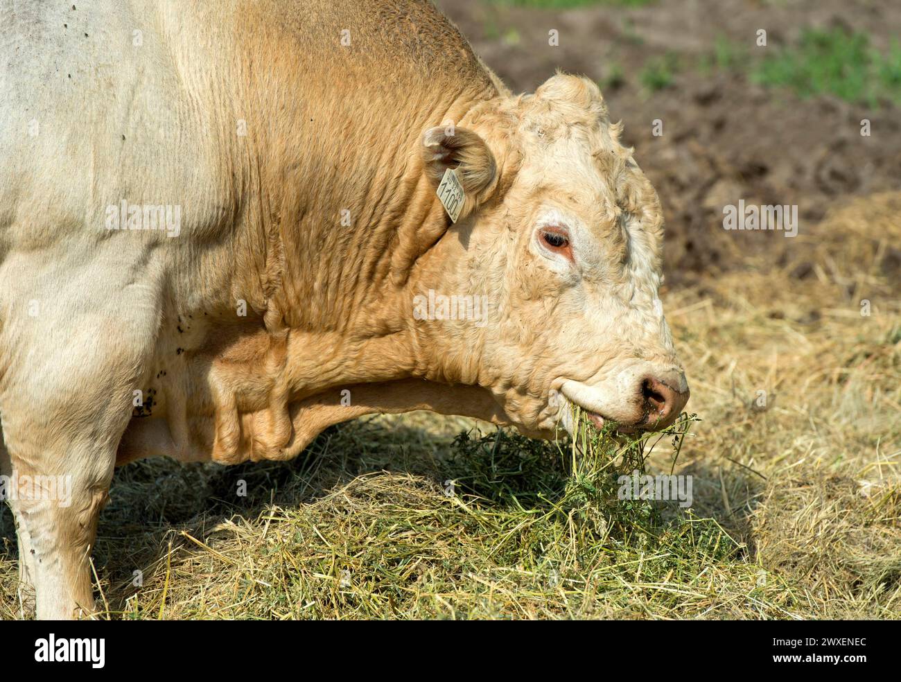 Hornless Charolais bull eating hay, Laszlomajor Meierhof, Sarrod ...