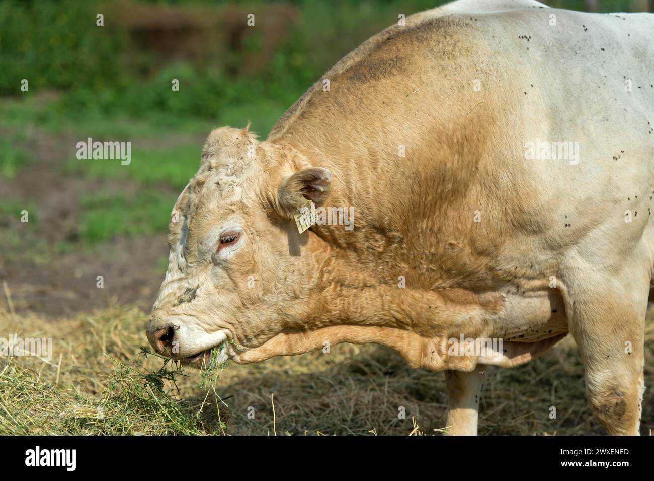 Animal portrait, hornless bull of the Charolais breed, Laszlomajor ...