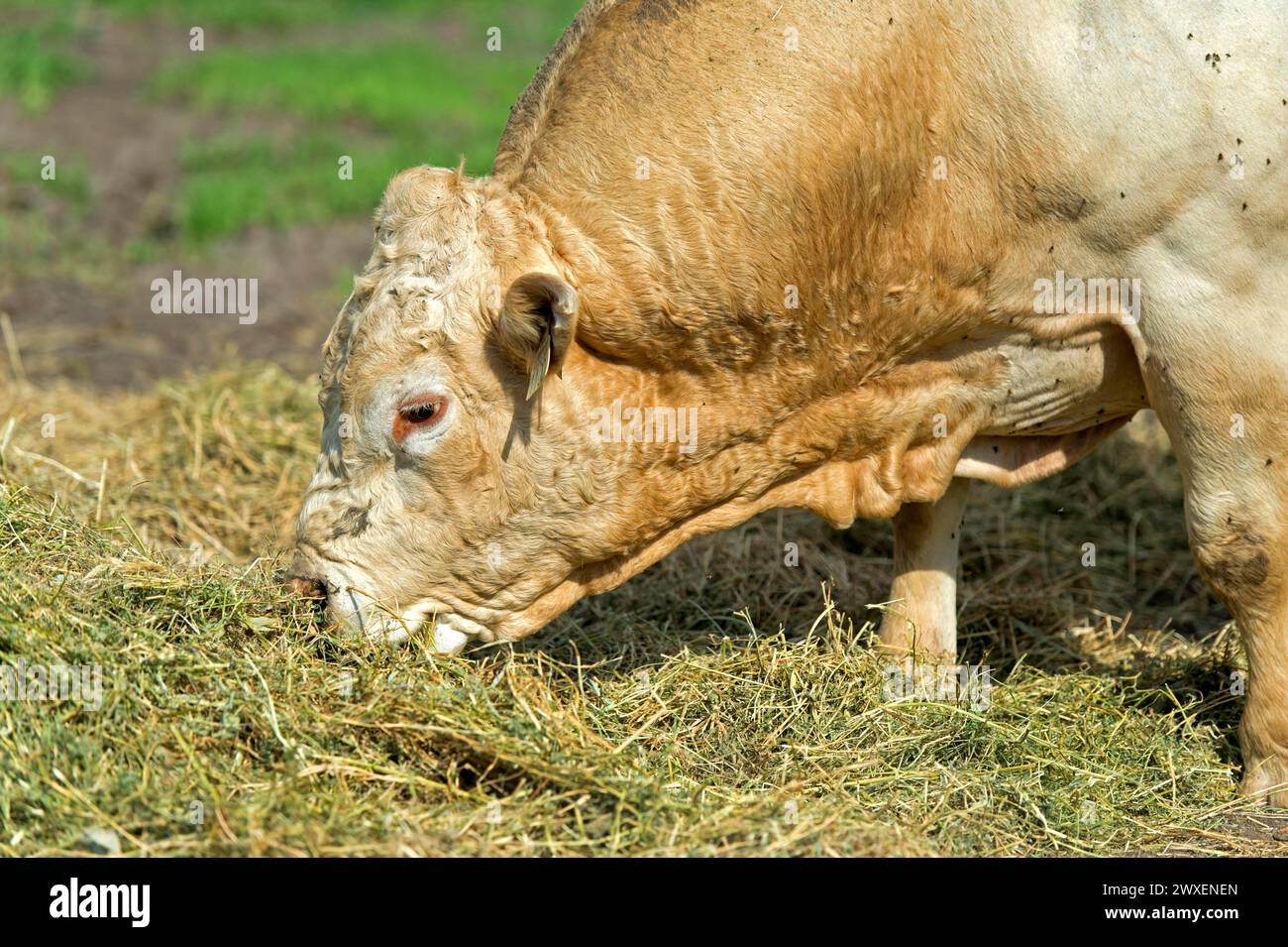 Bull eating hay hi-res stock photography and images - Alamy