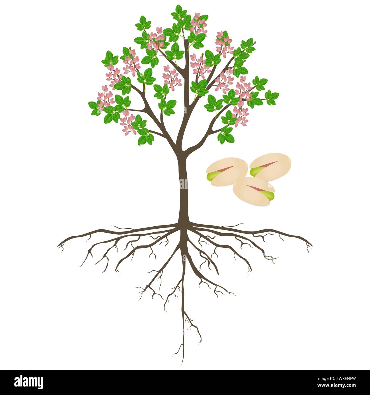 Pistachio tree with roots and fruits on a white background Stock Vector ...