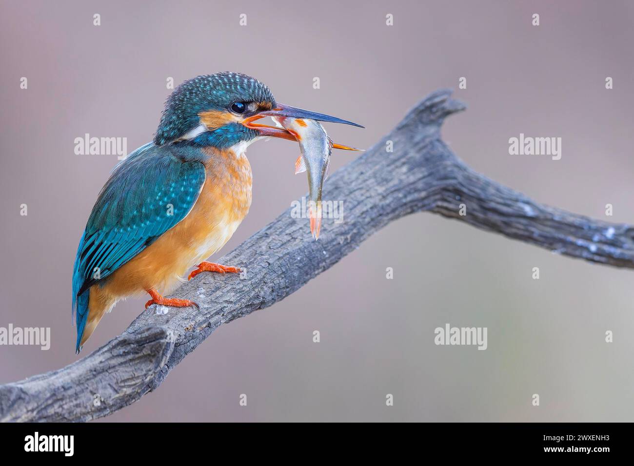 Common kingfisher (Alcedo atthis) Indicator of clean watercourses ...
