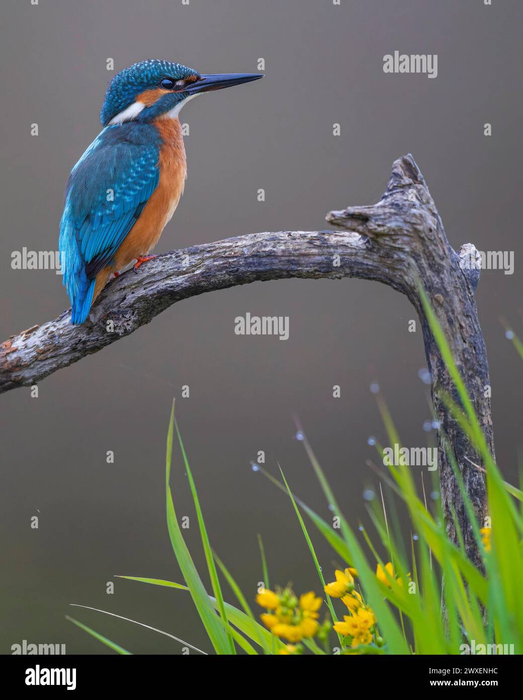 Common kingfisher (Alcedo atthis) Indicator for clean watercourses ...