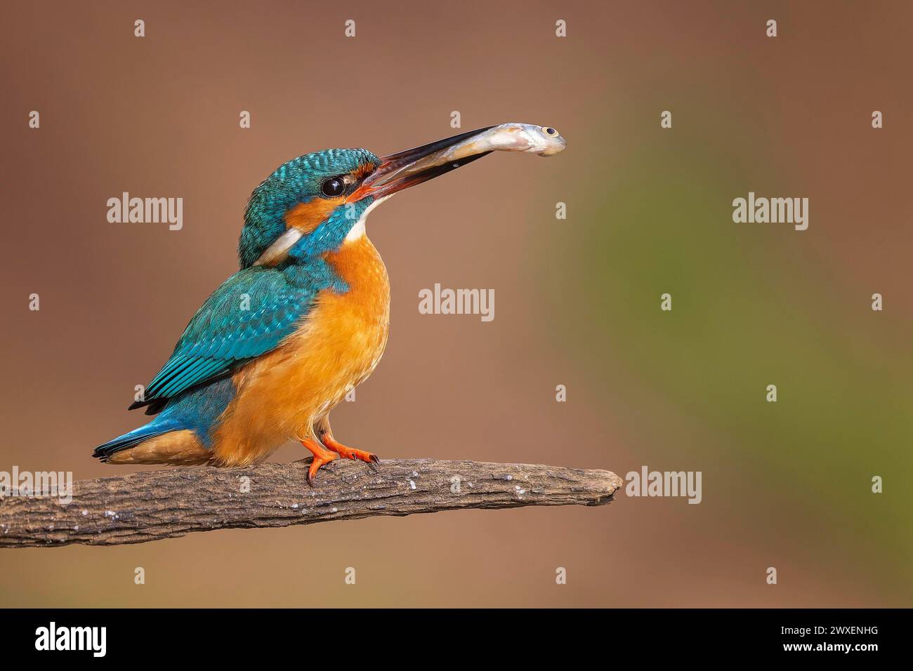 Common kingfisher (Alcedo atthis) Indicator of clean watercourses ...