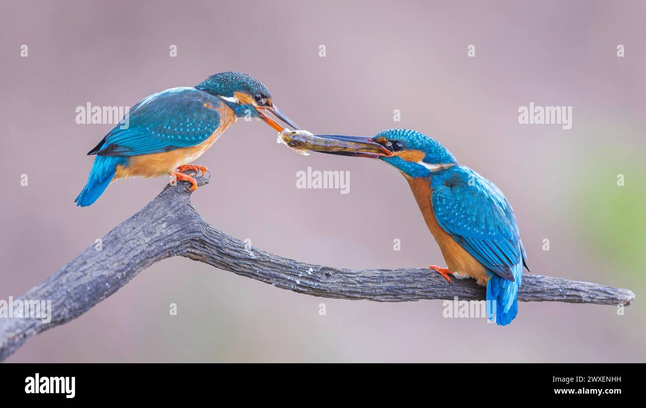 Common kingfisher (Alcedo atthis) Indicator of clean watercourses ...