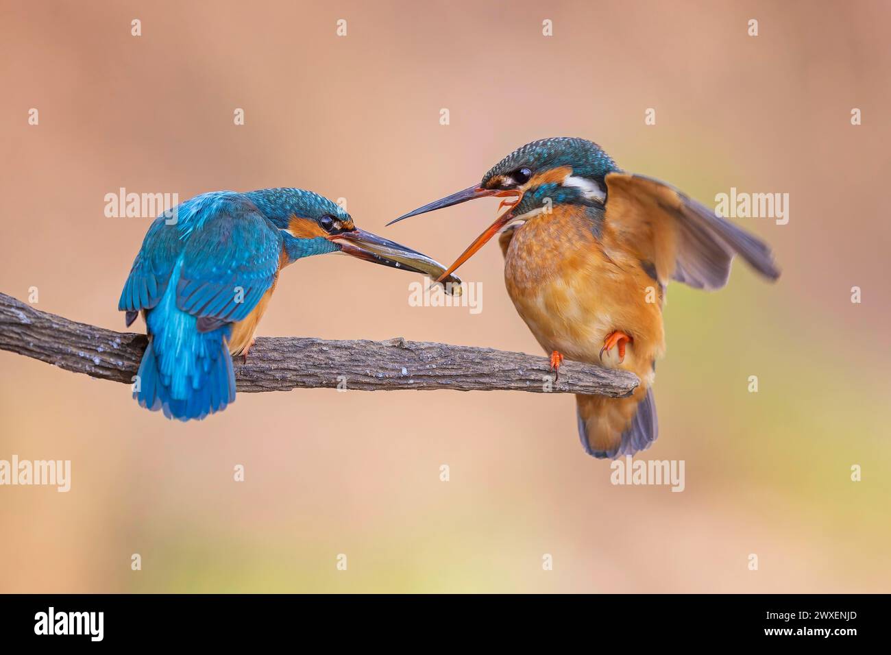 Common kingfisher (Alcedo atthis) Indicator of clean watercourses ...