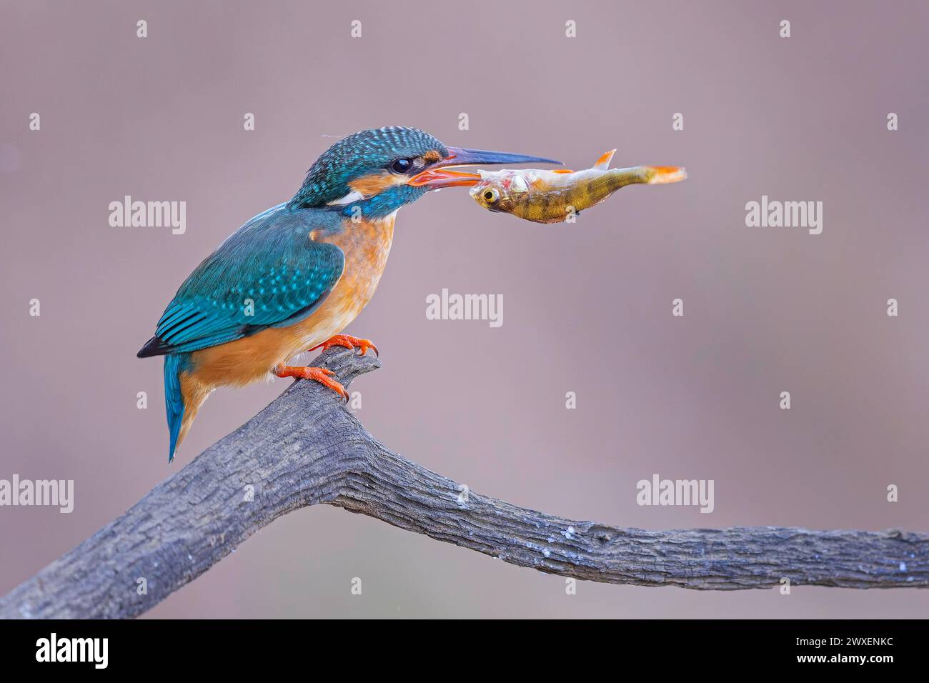 Common kingfisher (Alcedo atthis) Indicator of clean watercourses ...