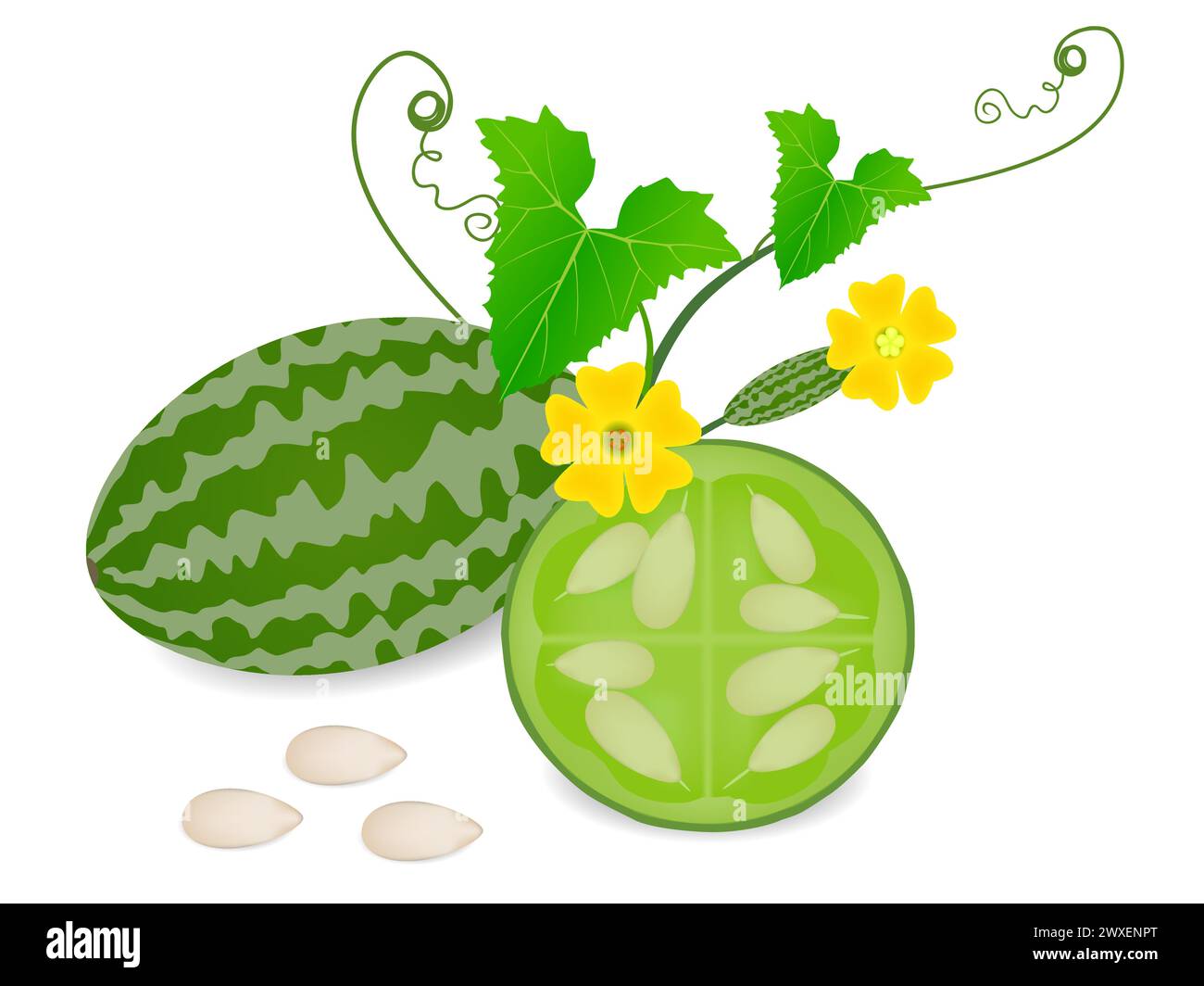 Cucamelon whole and sliced Stock Vector Images - Alamy