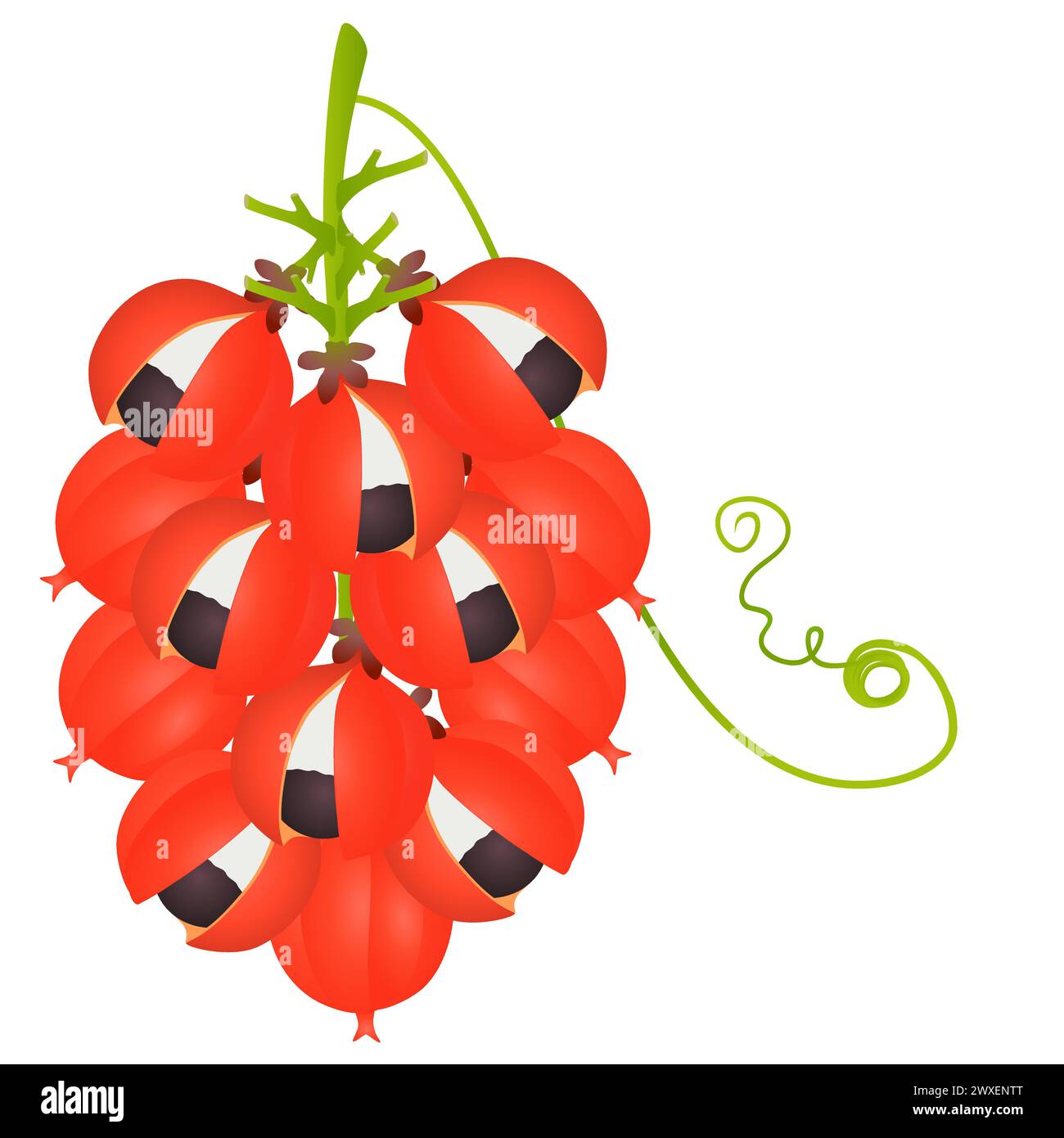 Guarana Paullinia cupana fruits on a white background Stock Vector ...