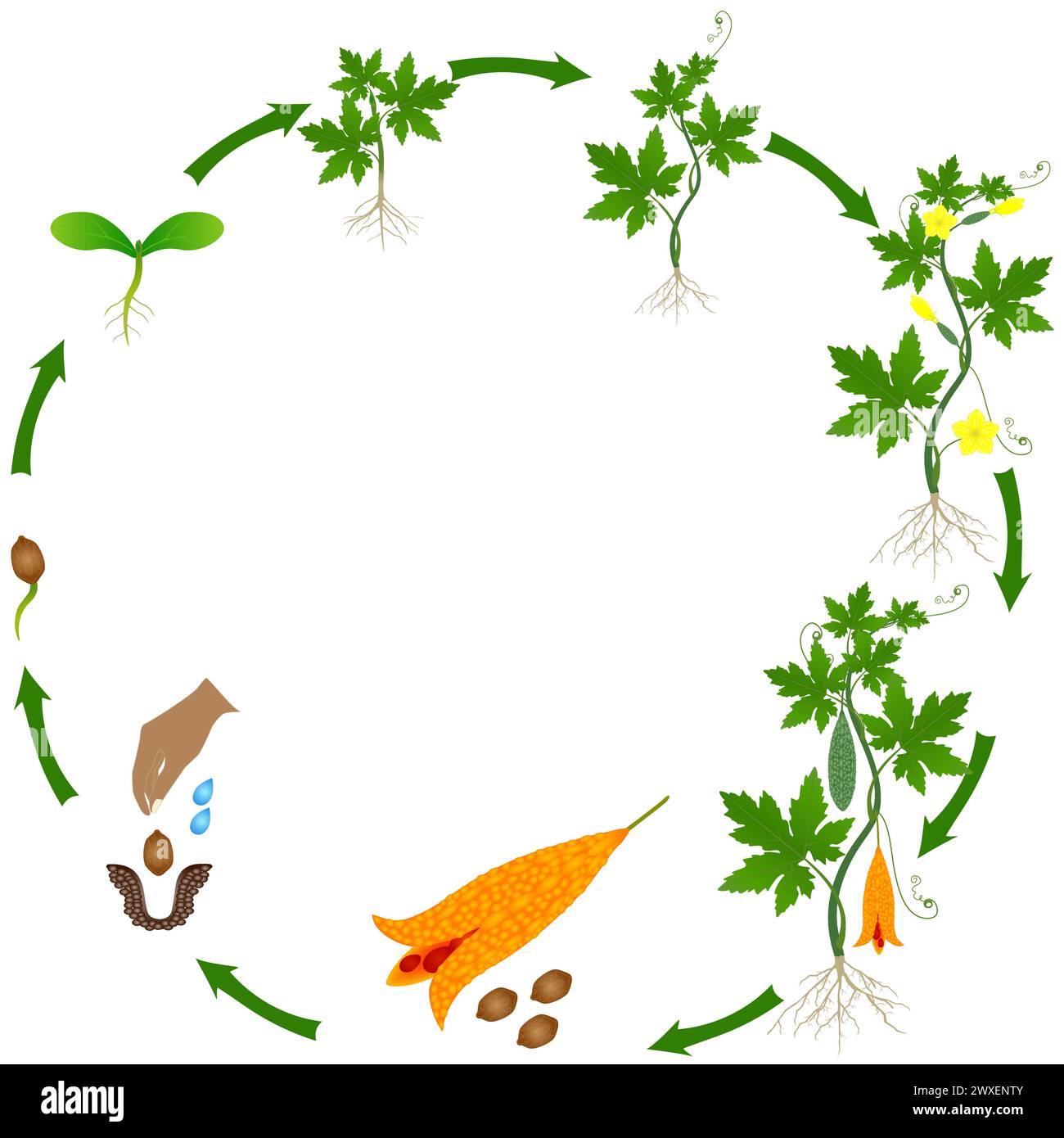 Life cycle of momordica charantia bitter melon plant on a white ...