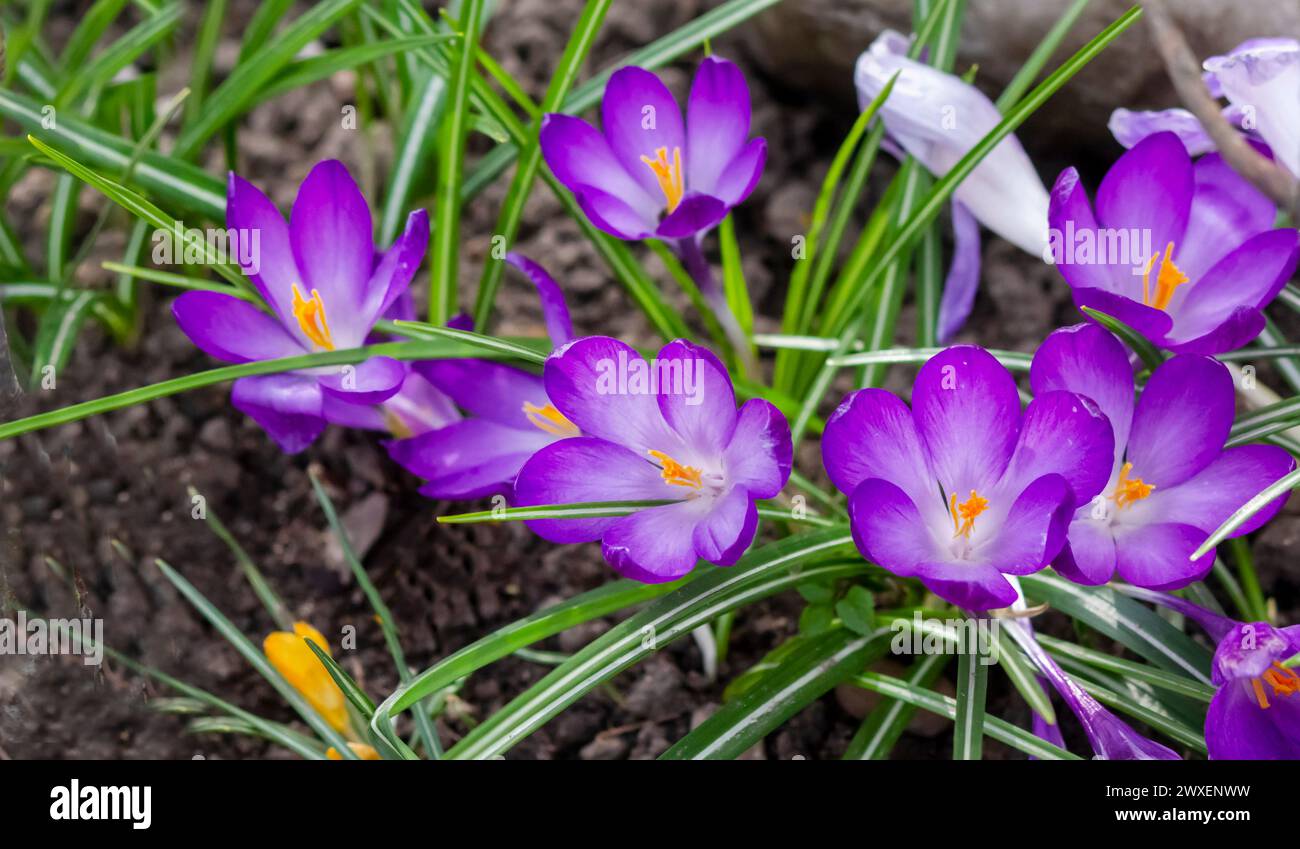 Red crocus spring hi-res stock photography and images - Alamy