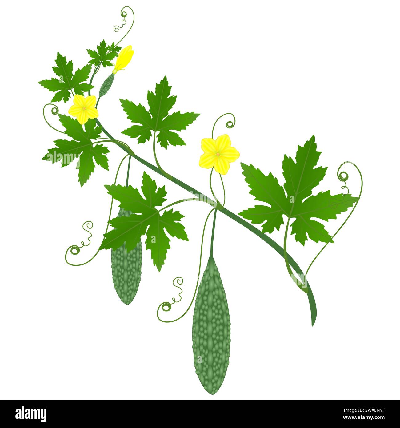 Bitter gourd plant with leaves Stock Vector Images - Alamy