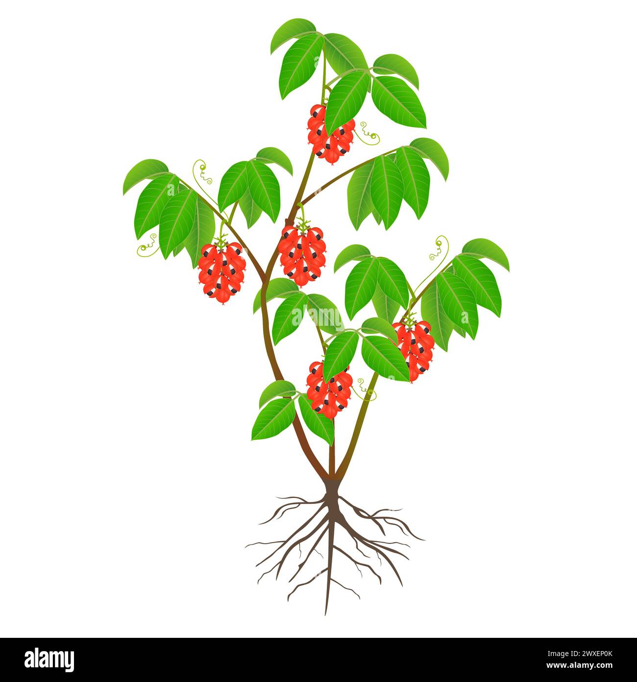 Guarana Paullinia cupana shrubs with fruits and roots on a white ...