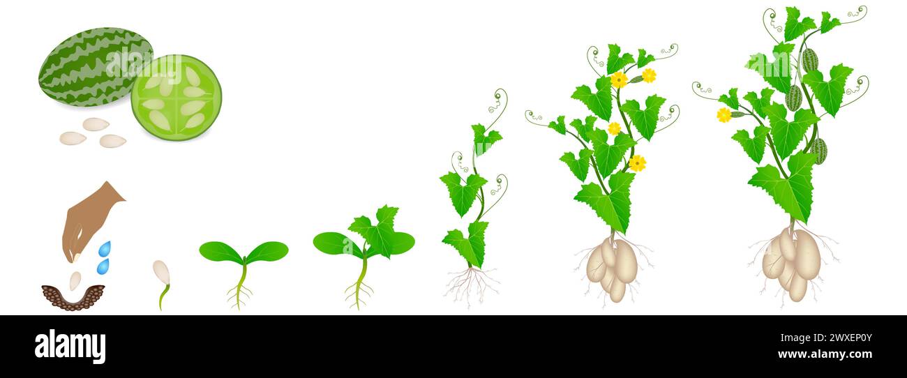 Cycle of growth of melothria scabra aka cucamelon or mouse melon plant ...