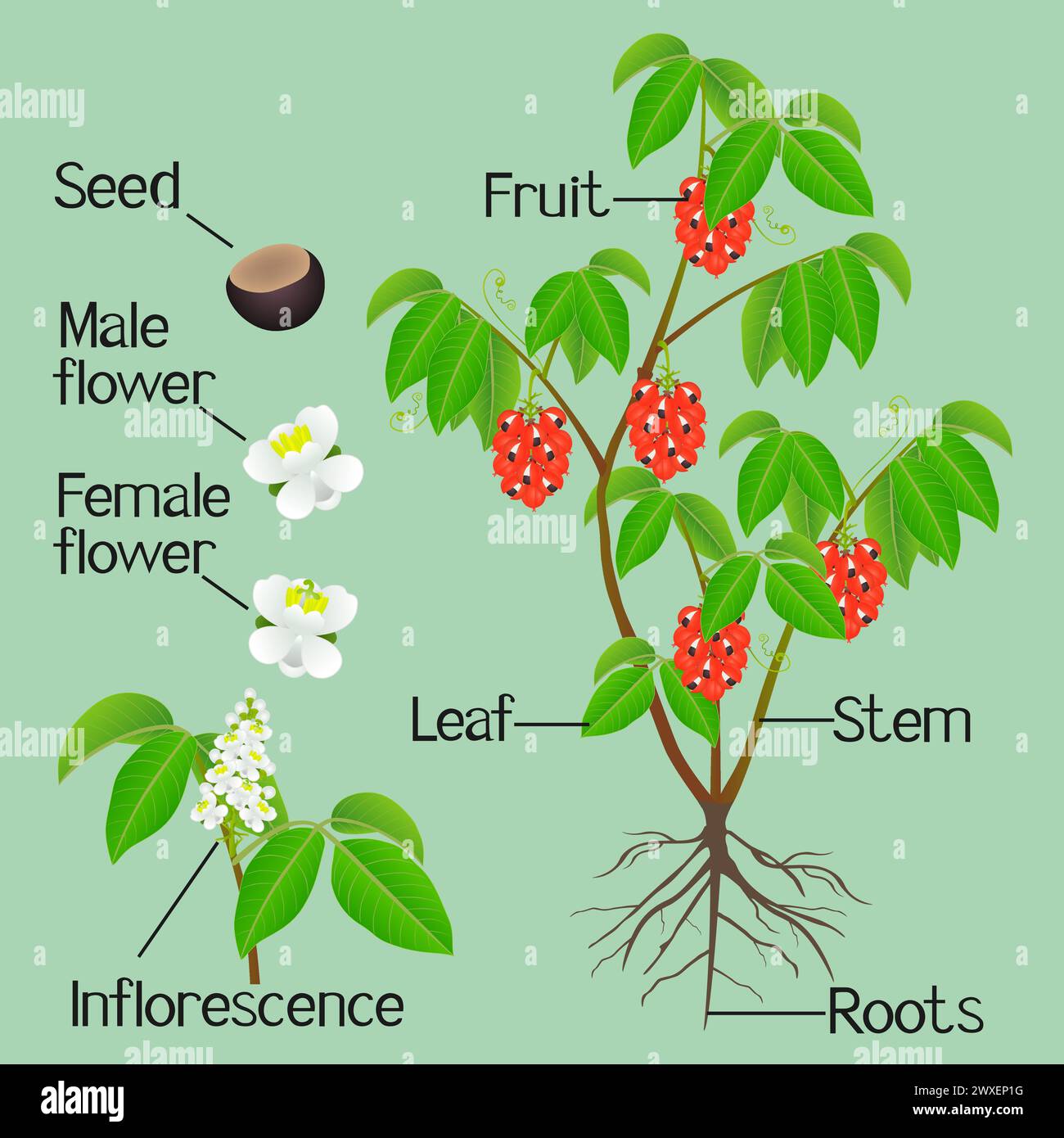 Parts of a guarana paullinia cupana plant on a green background Stock ...