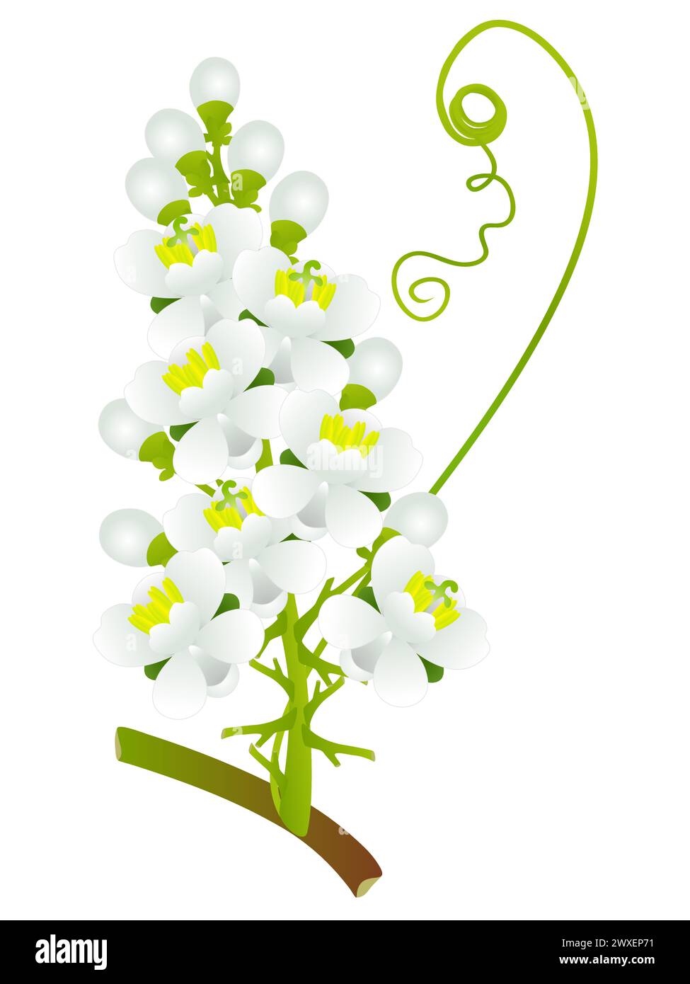 Guarana Paullinia cupana flowers on a white background Stock Vector ...