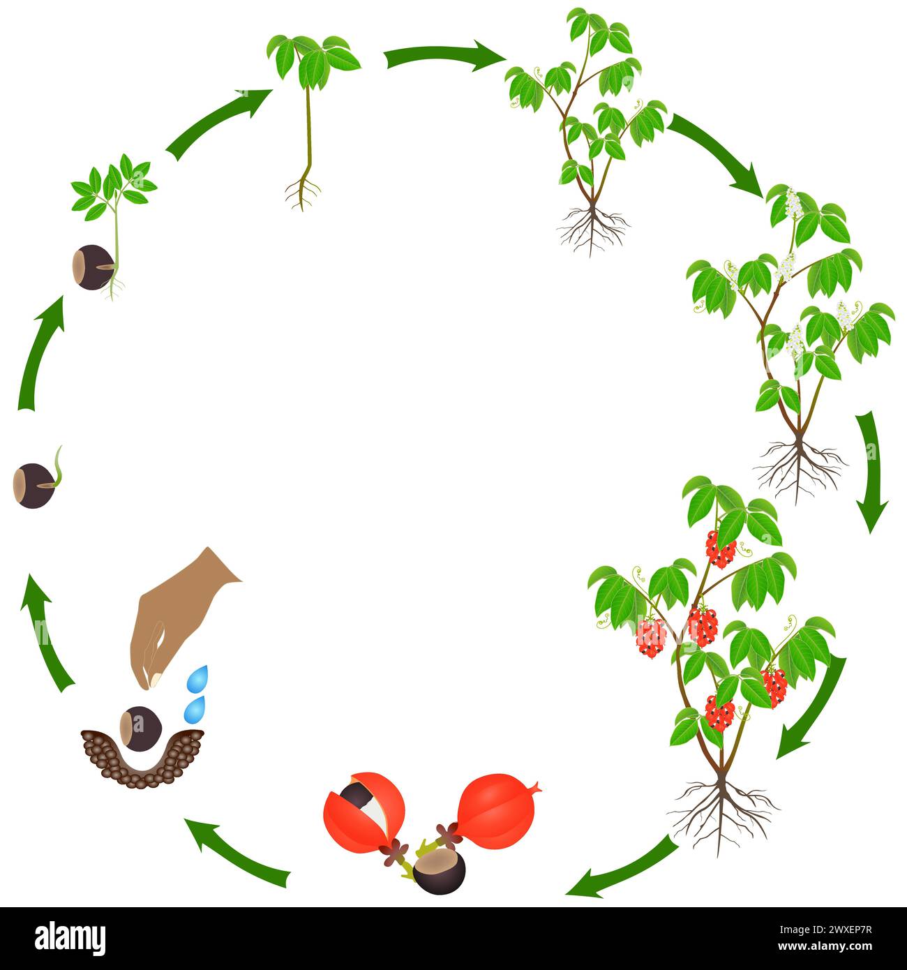 Life cycle of guarana plant on a white background Stock Vector Image ...