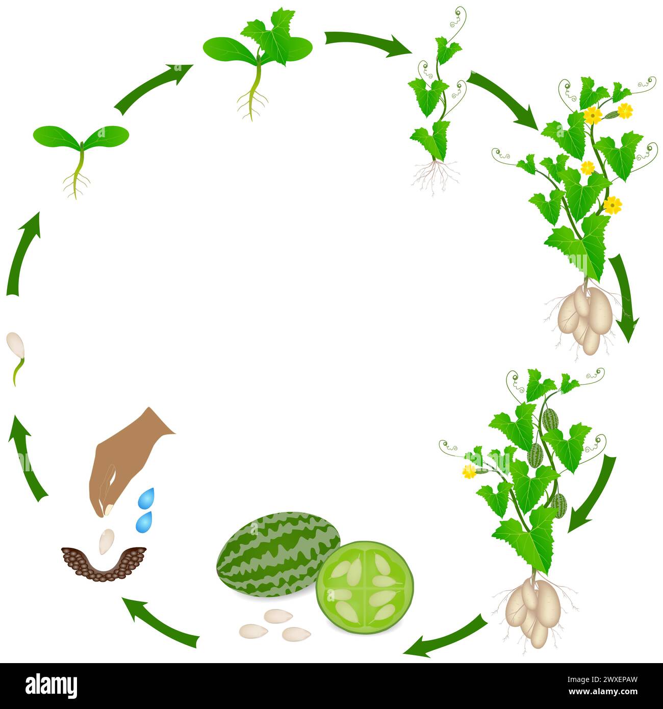 Life cycle of melothria scabra aka cucamelon or mouse melon plant on a ...