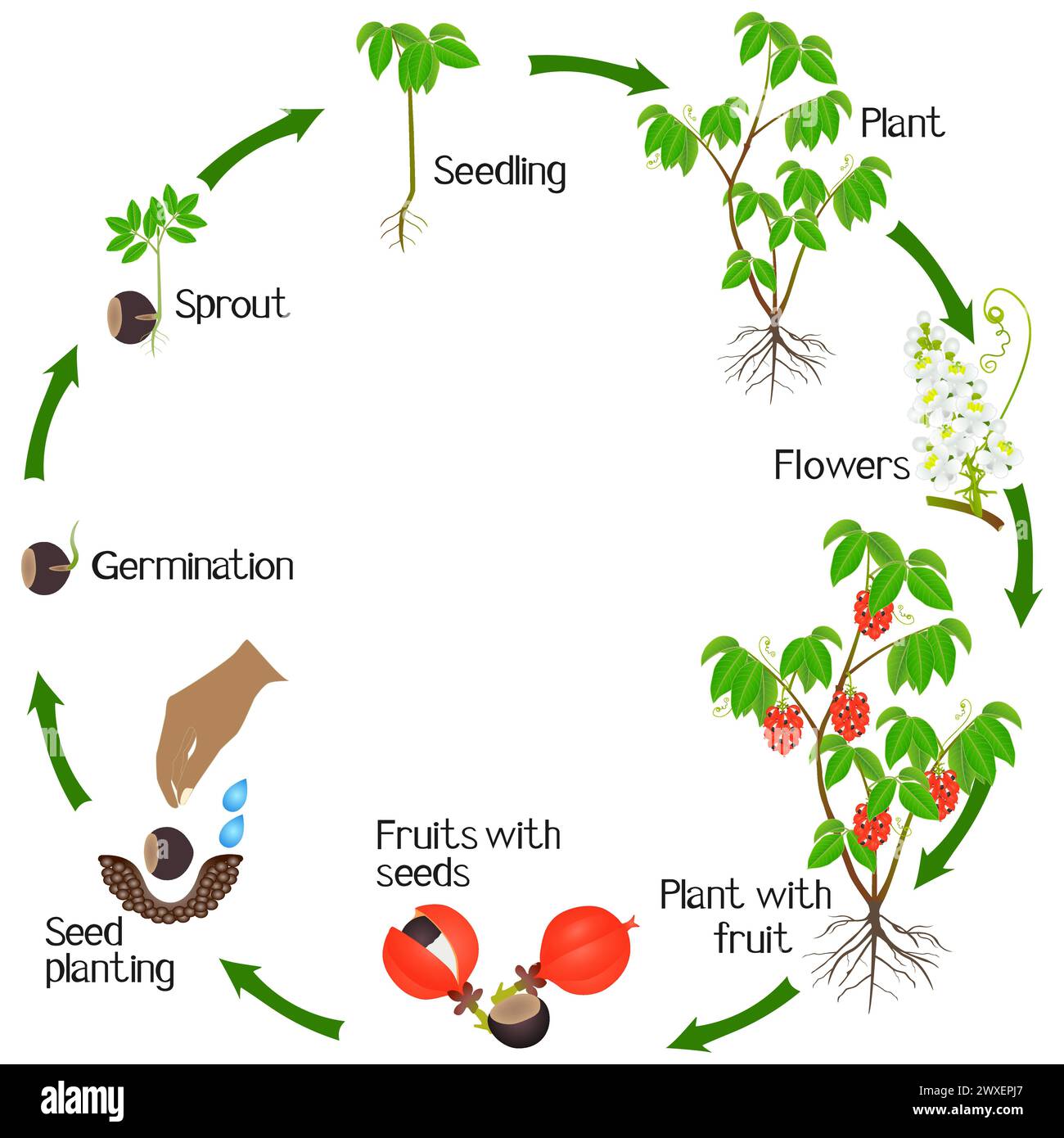 A growth cycle of a guarana plant on a white background Stock Vector ...