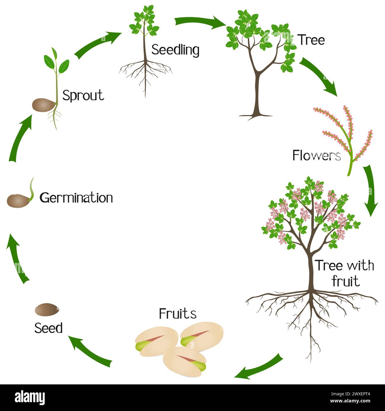 A growth cycle of pistachio plant on a white background Stock Vector ...