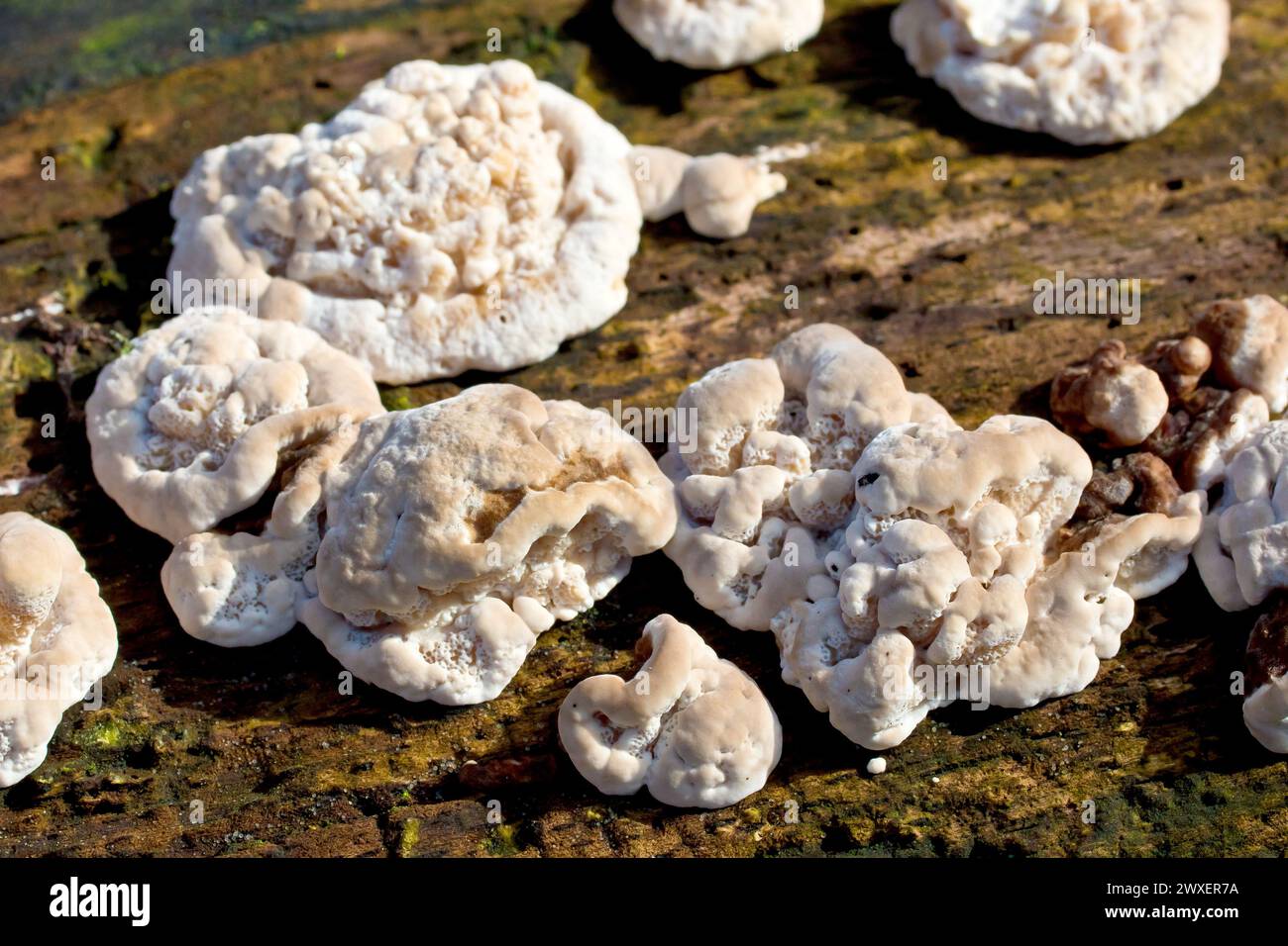 Close up of the young fruiting bodies of a fungus growing on a rotting ...