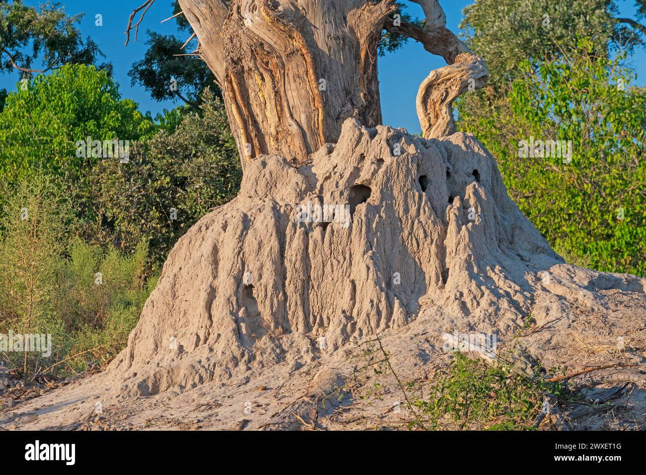 Termites okavango delta botswana hi-res stock photography and images ...