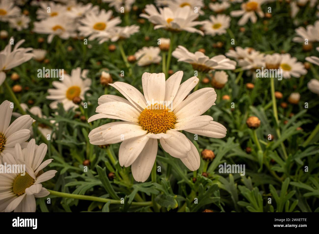 Ditchling 2024 hi-res stock photography and images - Alamy