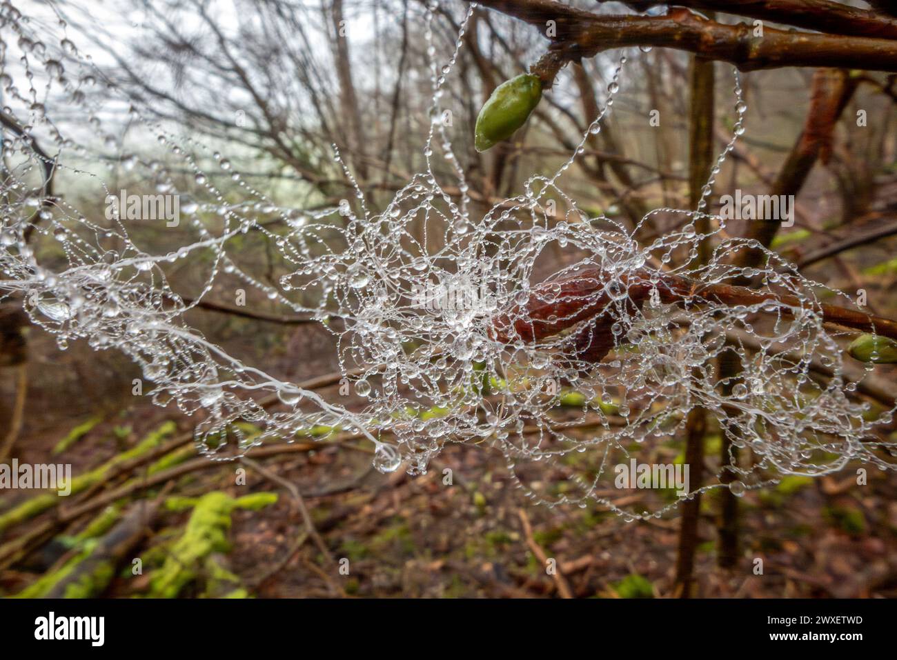 Clayton, March 17th 2024: Dewy spider's web Stock Photo - Alamy