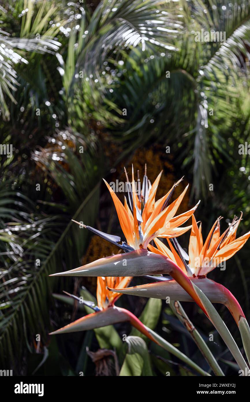 African flowers. Strelitzia reginae, Paradise Bird flower against the ...