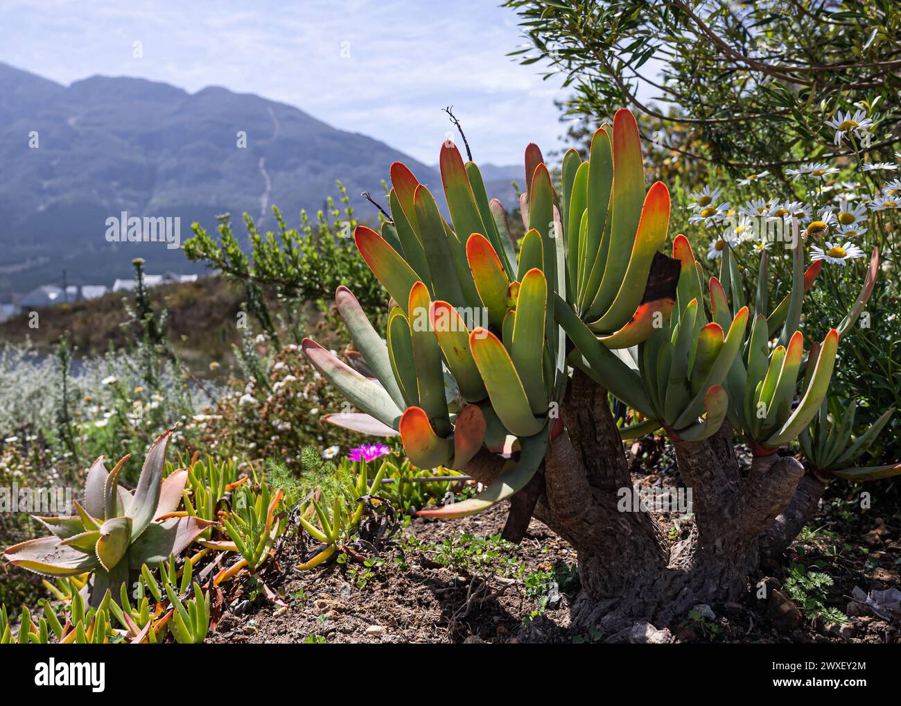 Aloe plicatilis, fan aloe grows in nature. Shrub with large green ...