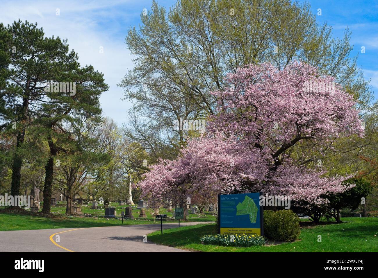A flowering cherry tree graces the entry road into Cleveland's Lake ...