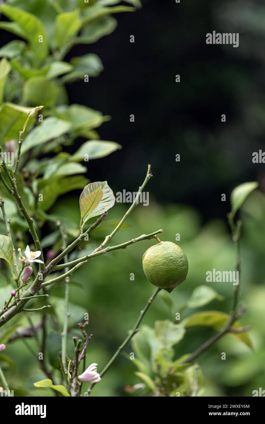 Lime bush, fruit of a citrus plant. Citrus aurantiifolia, green lime ...