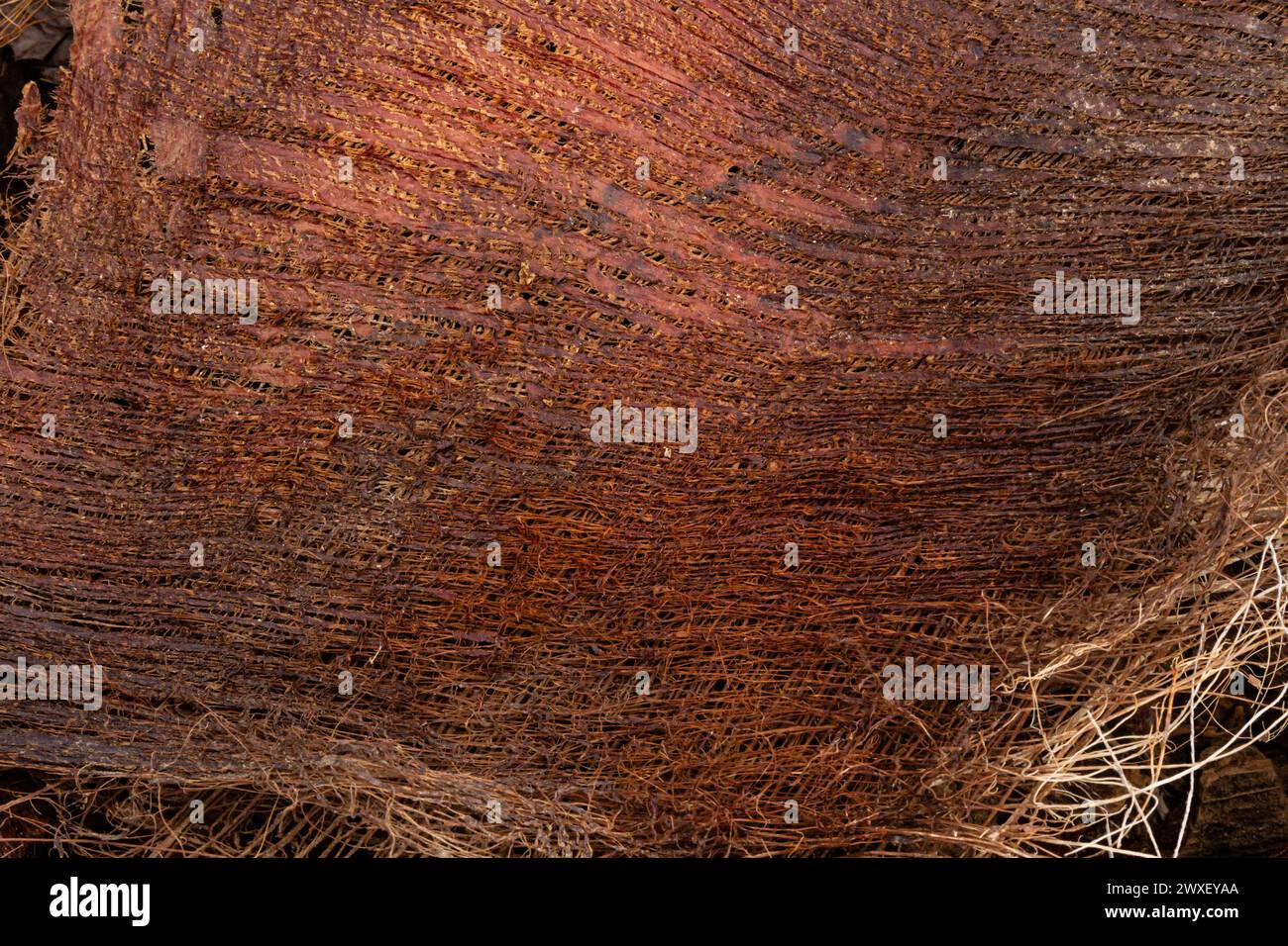 Background. Close up. Dry bark palm tree (Phoenix canariensis Stock ...