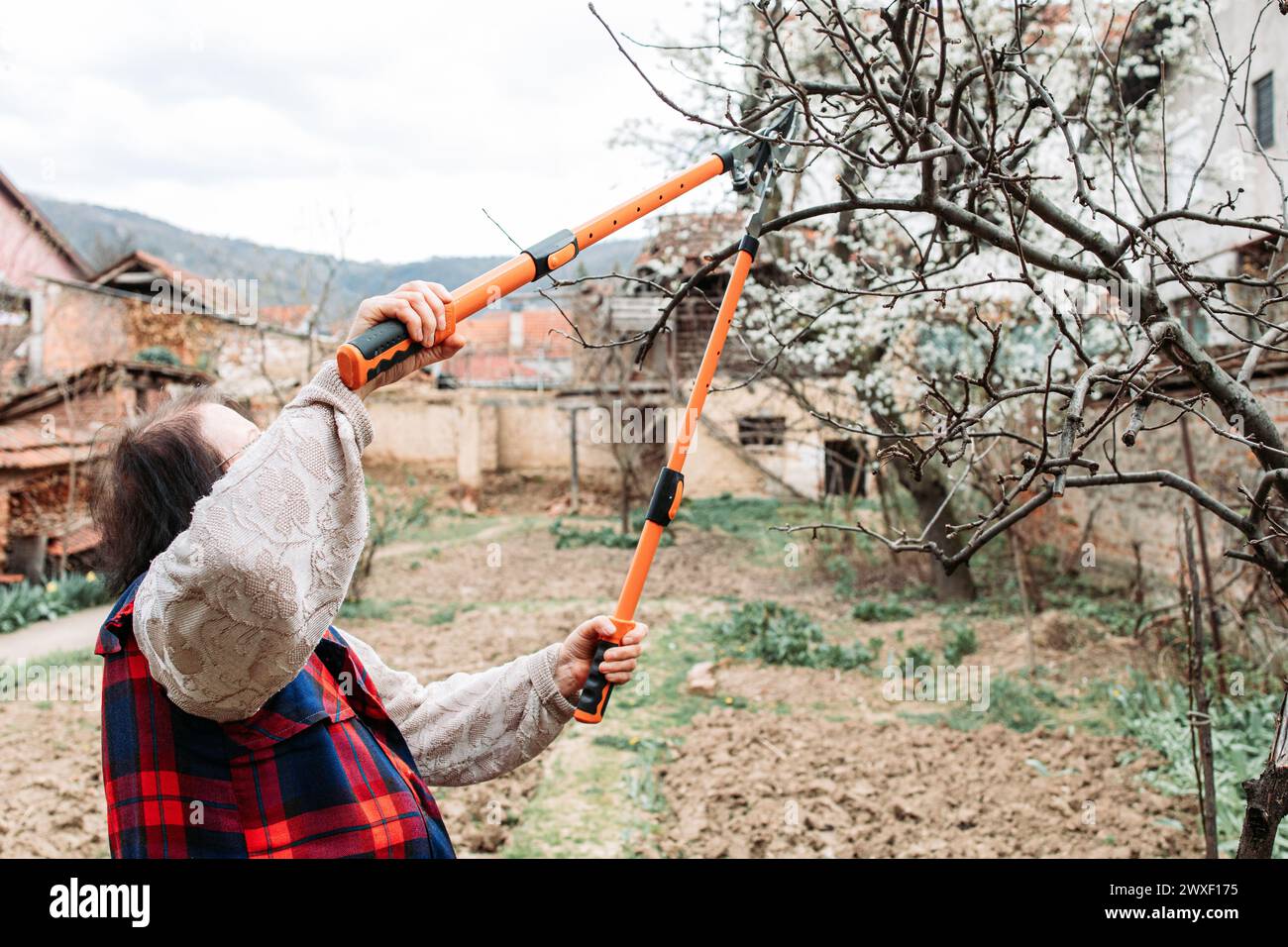 Elderly woman pruning apple branches. Spring time Stock Photo - Alamy
