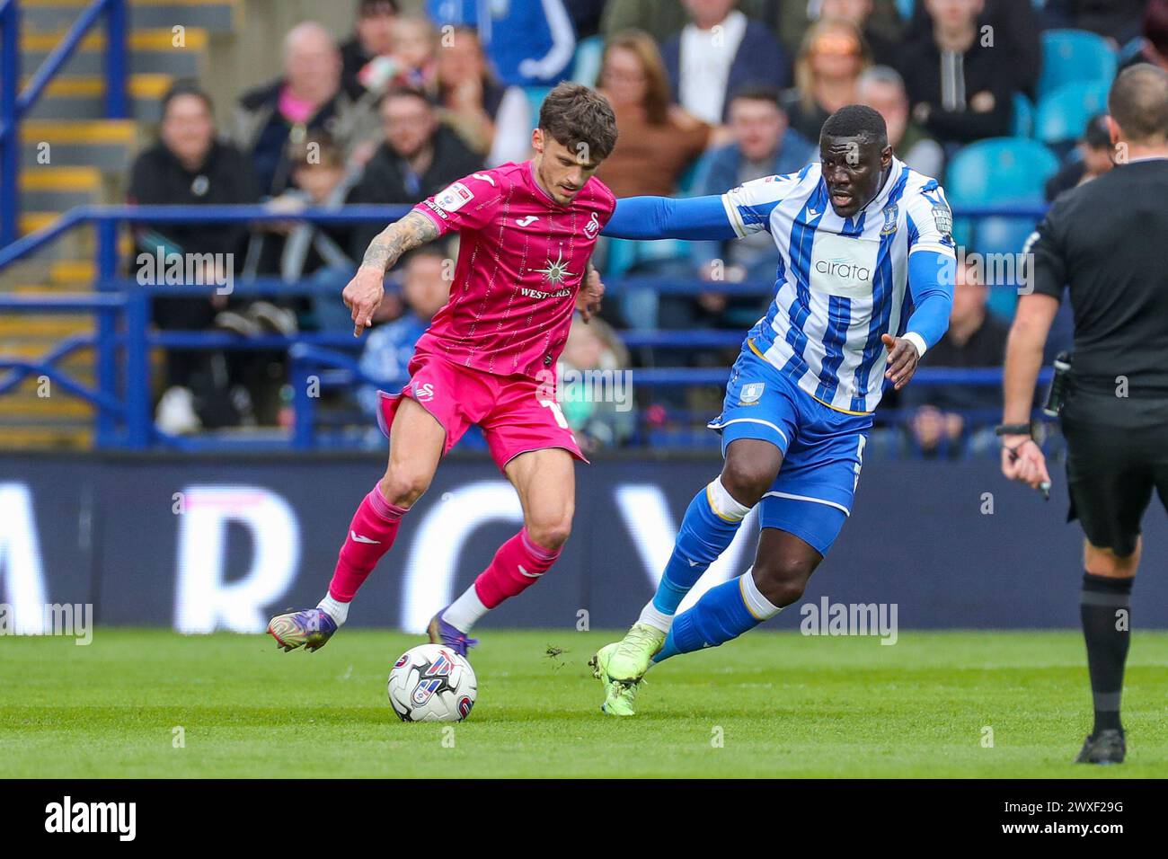 Jamie paterson swans hi-res stock photography and images - Alamy