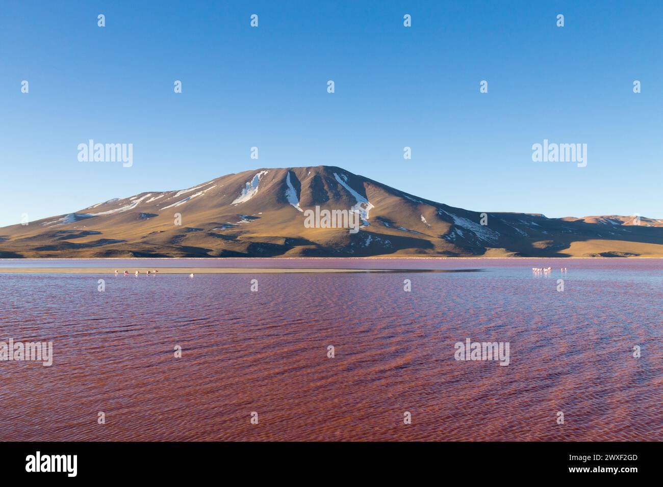 Laguna Colorada landscape,Bolivia. Beautiful bolivian panorama. Red ...
