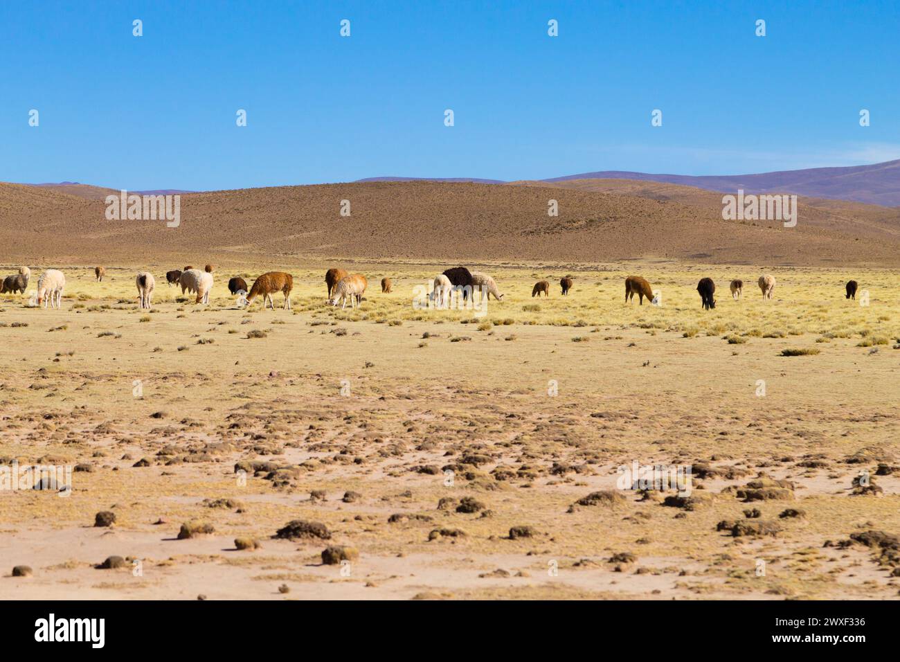 Bolivian llama breeding on Andean plateau,Bolivia Stock Photo - Alamy