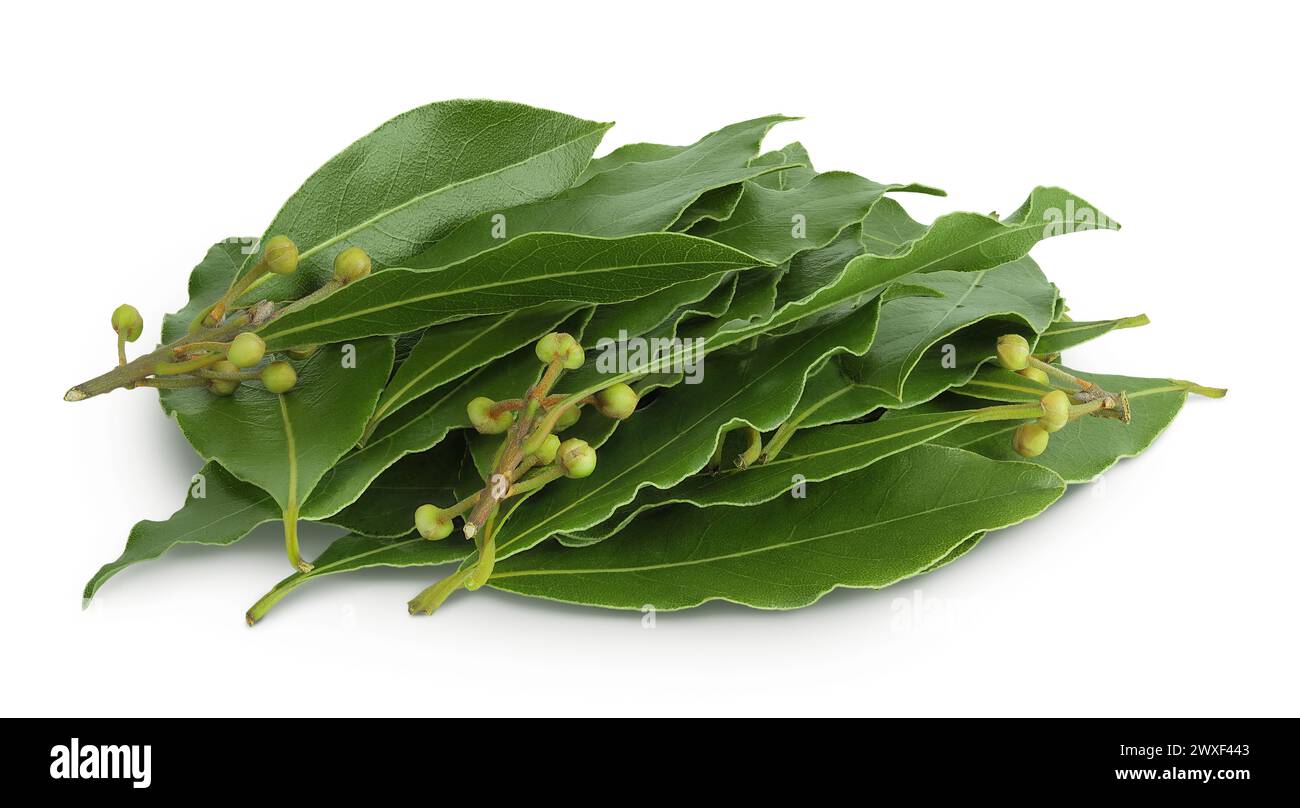 Fresh Laurel leaves isolated on white background. Green bay leaf Stock ...