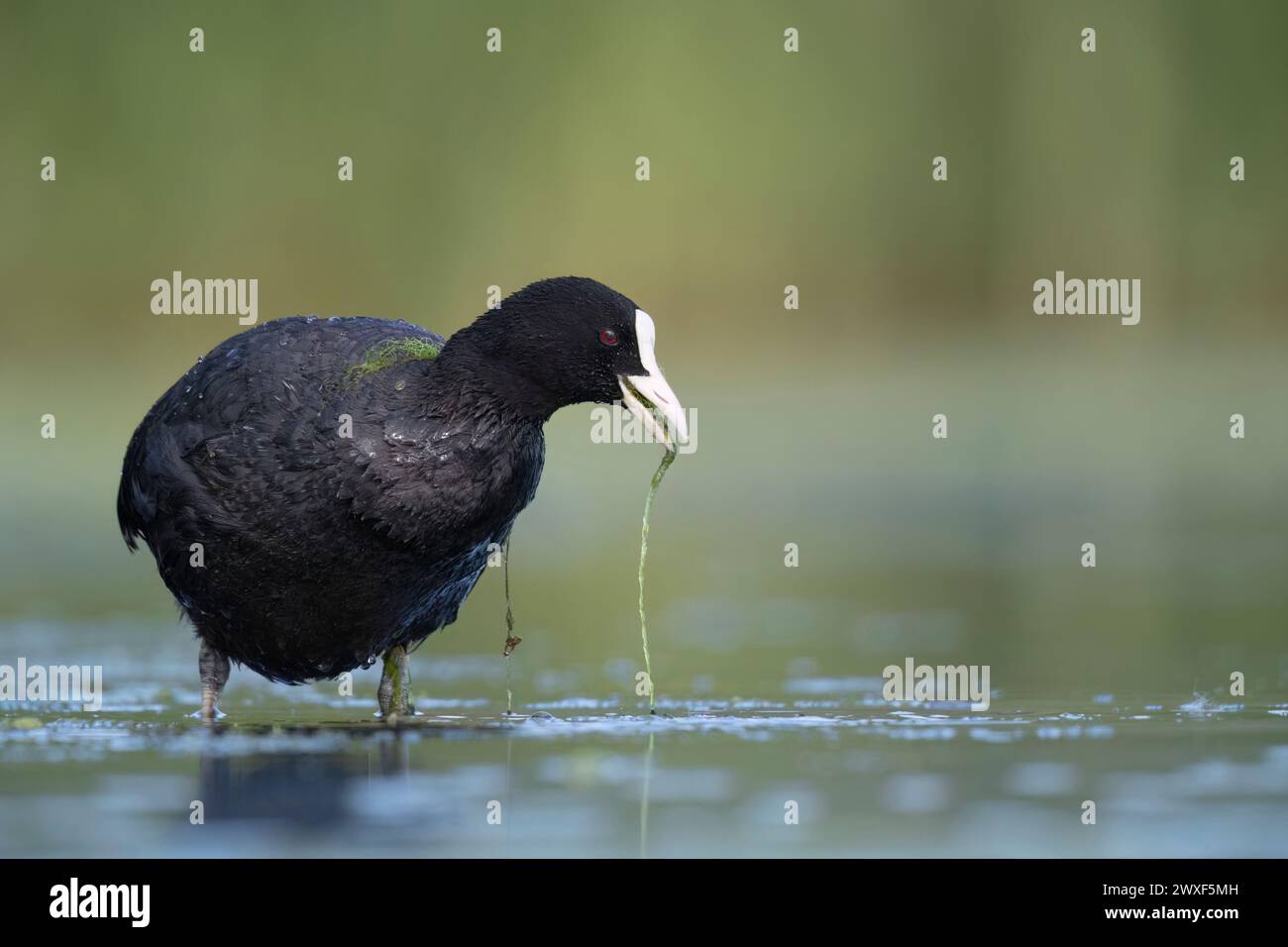 The Eurasian coot (Fulica atra) the Rallidae birds Stock Photo - Alamy