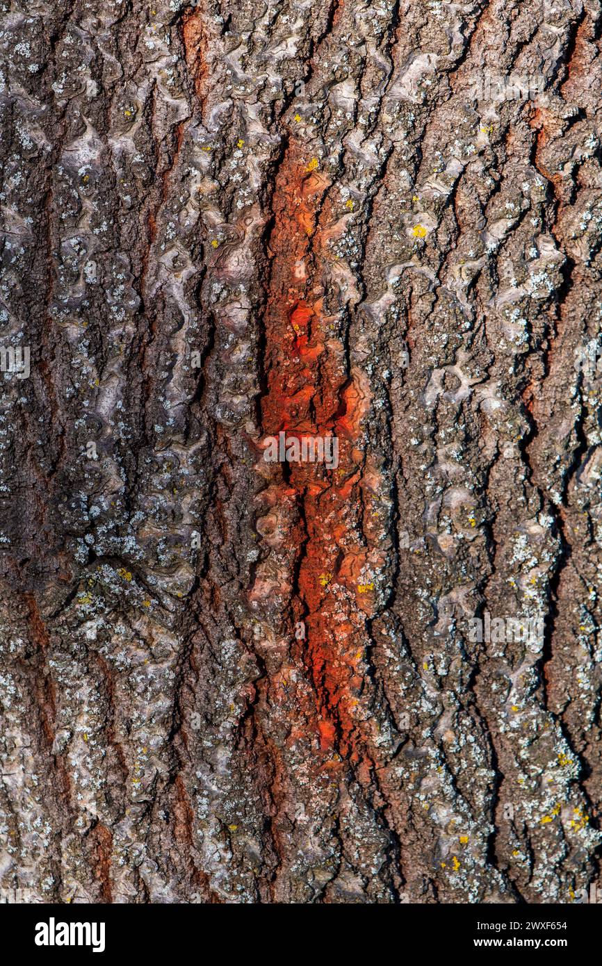 Exploring the texture and colors of tree trunk wood. Rustic charm Stock ...
