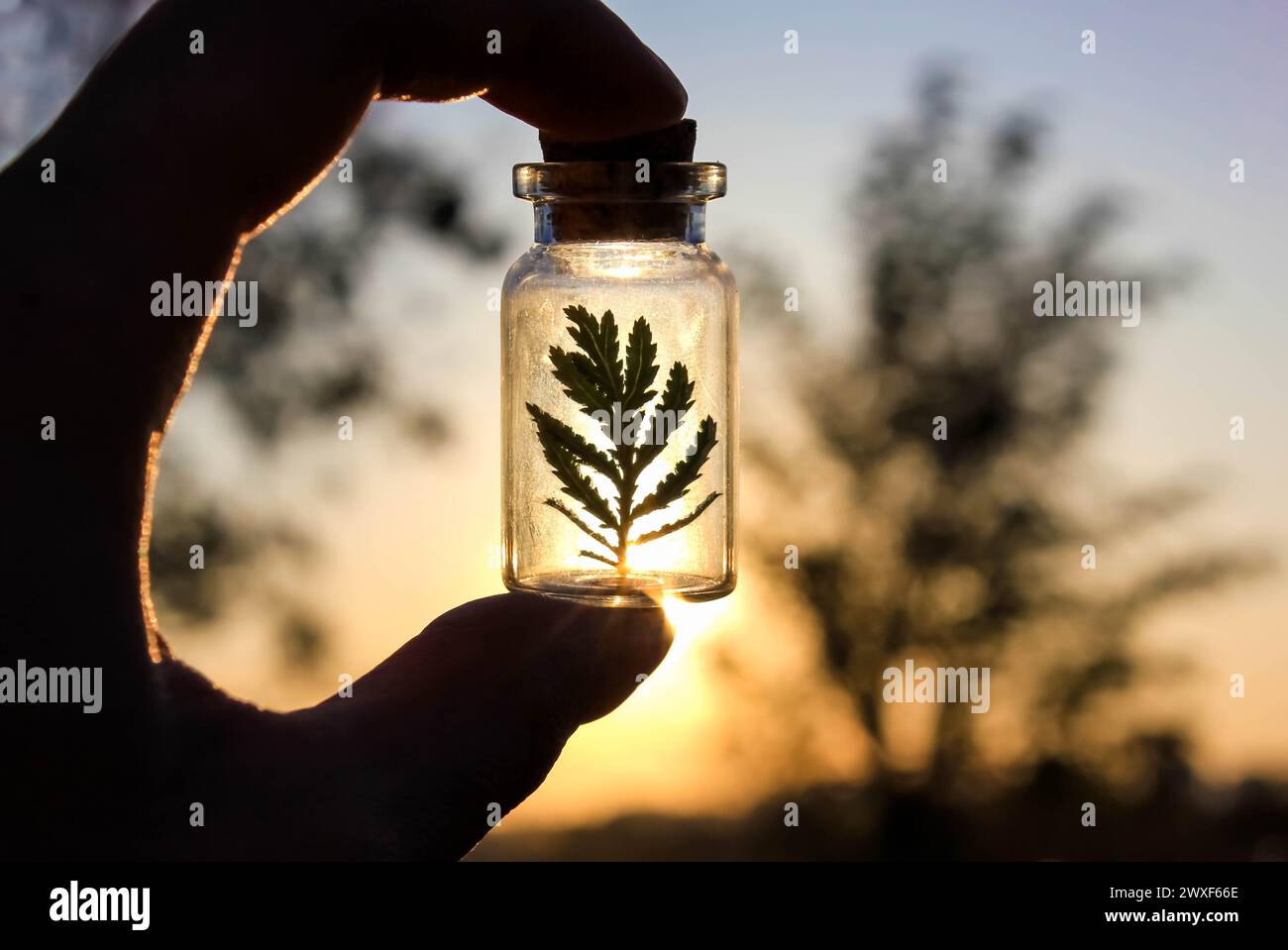 Saving nature concept. Hand holding a plant in a protective flask ...