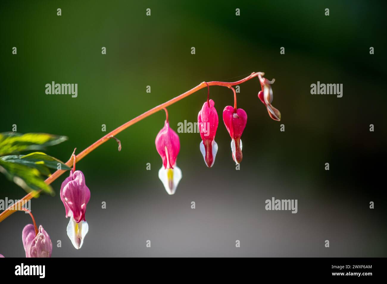 Dicentra, AKA bleeding hearts Stock Photo - Alamy