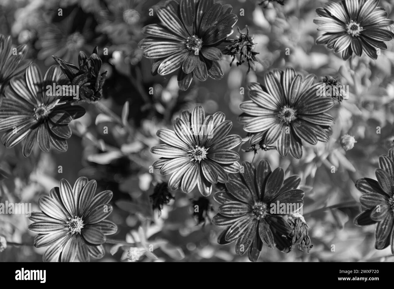 closeup of daisy flower background bright color. photo of daisy flower ...