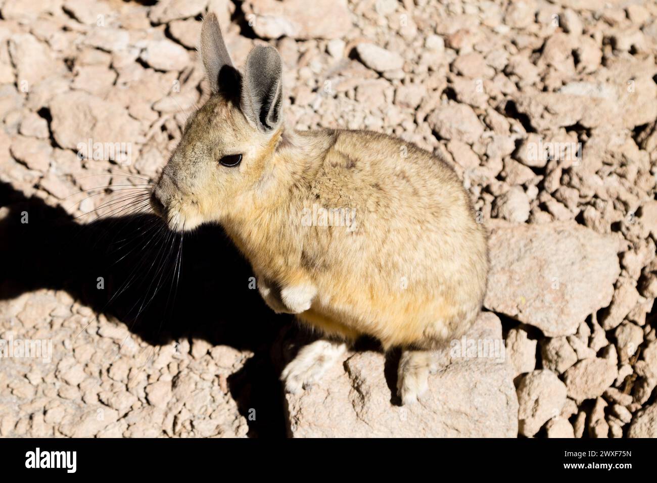 Southern viscacha from Bolivia. Bolivian wildlife Stock Photo - Alamy
