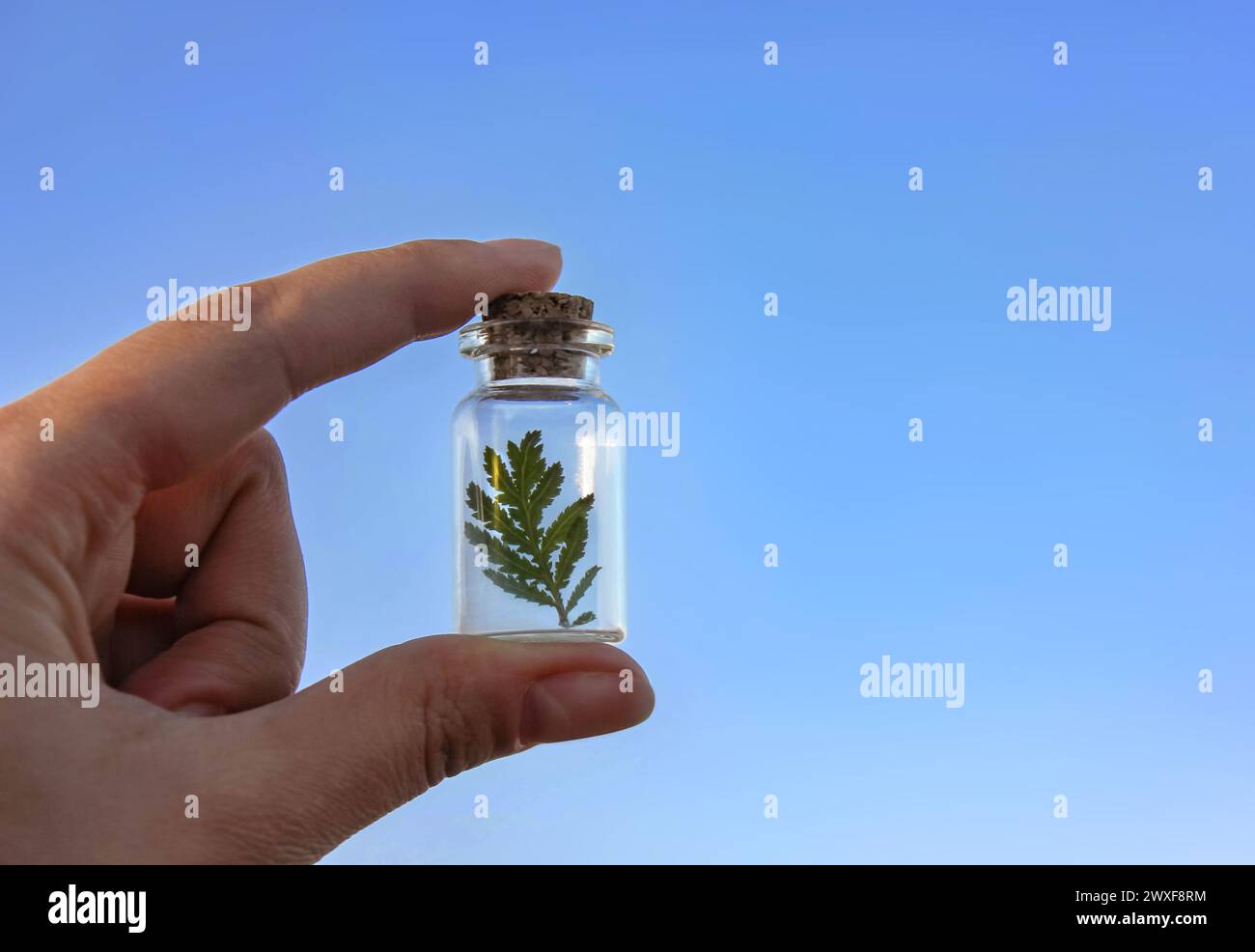 Saving nature concept. Hand holding a plant in a protective flask ...