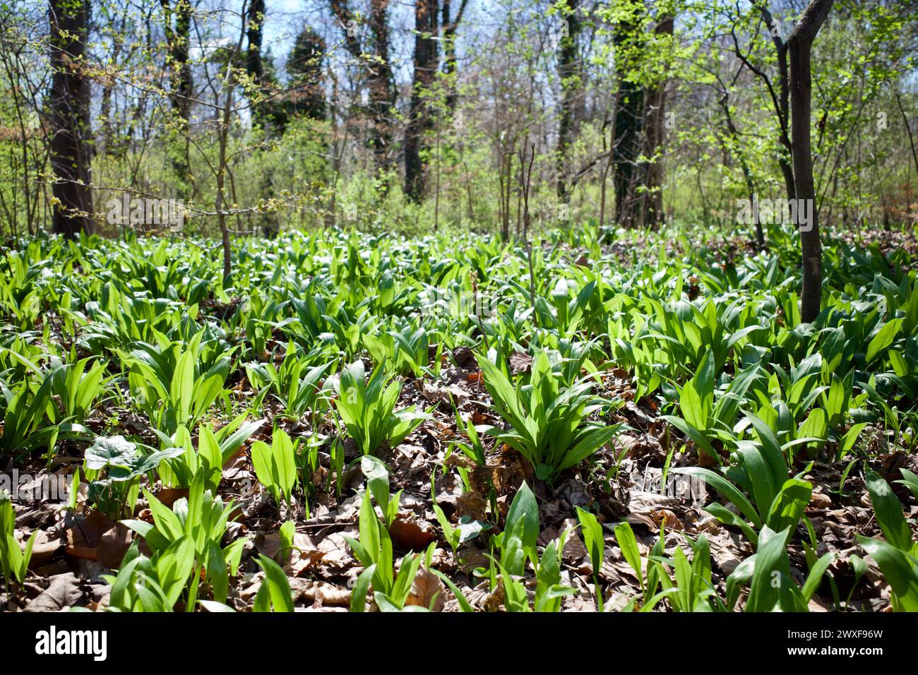Allium ursinum, known as wild garlic, ramsons, wild cowleek, cowlic ...