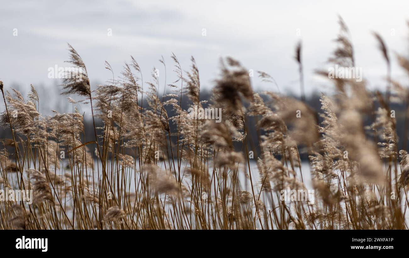 Spring grass in wind close hi-res stock photography and images - Alamy