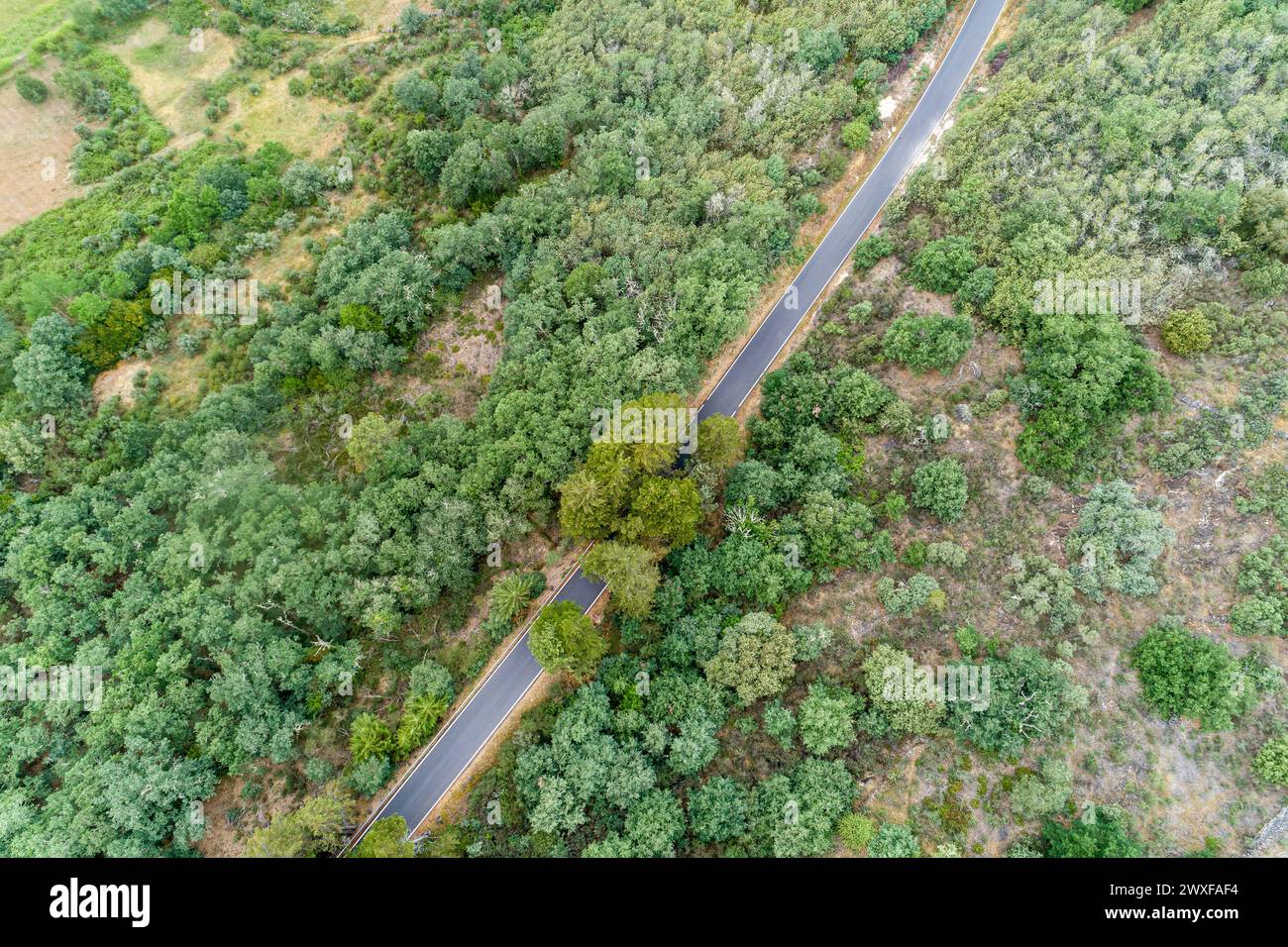 Aerial view oak tree hi-res stock photography and images - Alamy