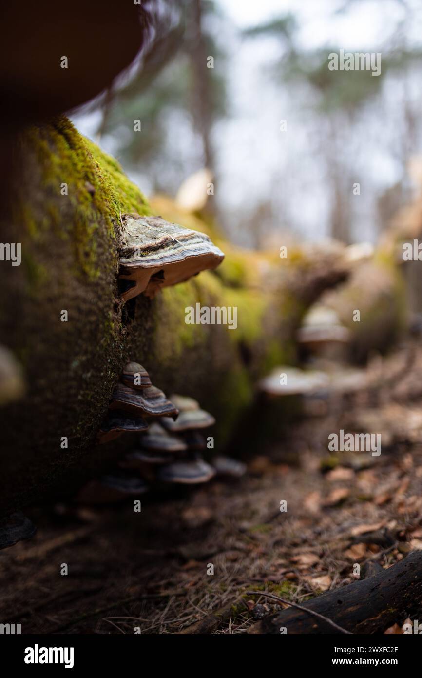 Tree fongus hi-res stock photography and images - Alamy