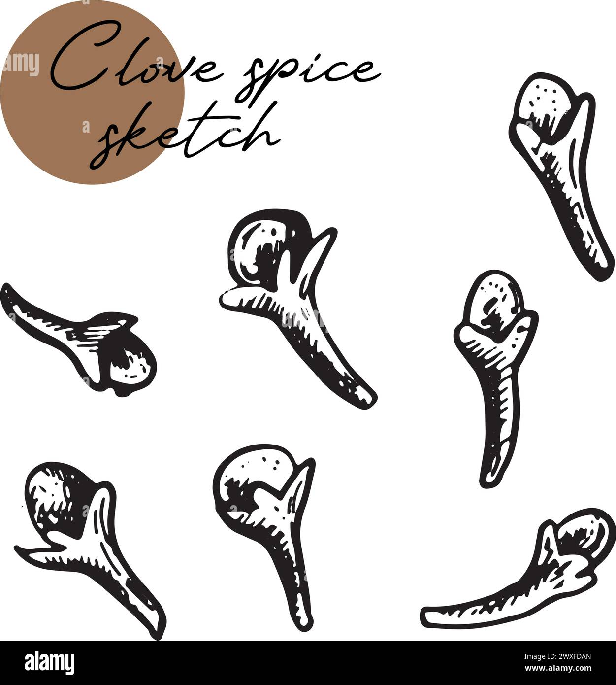 Handmade clove seasoning. Vector aromatic ingredient in engraving style ...