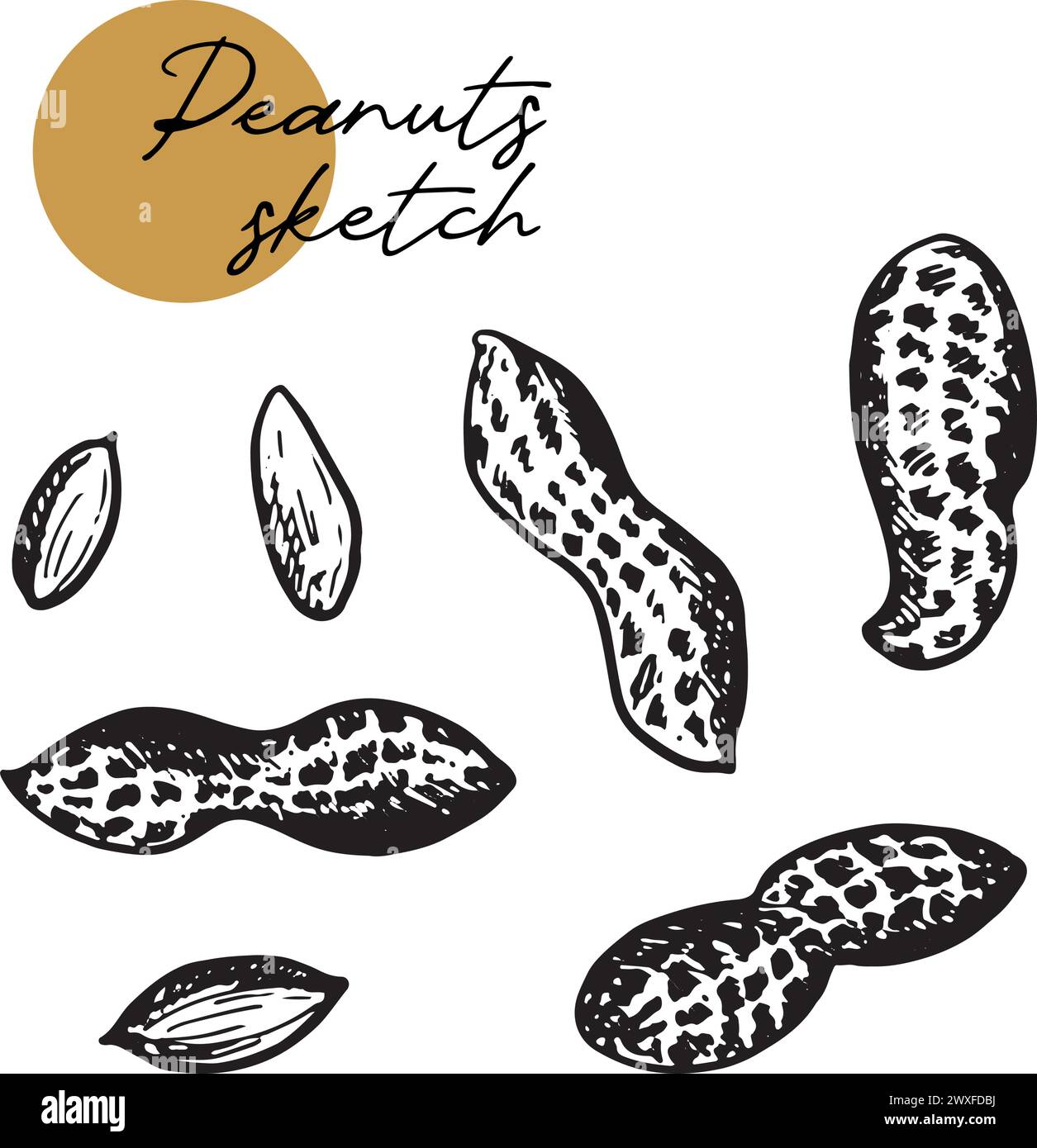 Peanut set. Ink sketch of nuts. Hand drawn vector illustration ...